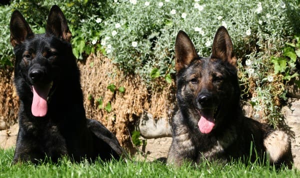 Beyka von der Gletscherhöhle – Zwinger vom Ruinenblick